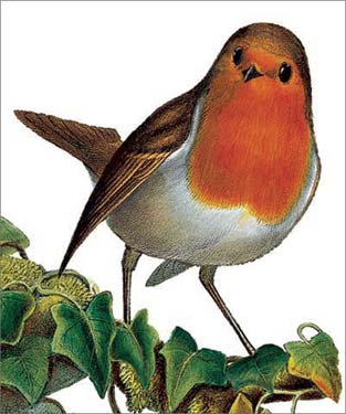 Archivist - Robin Blank Card #NHM083